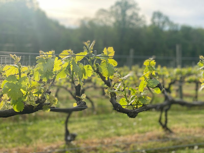 Home | CrystalRidgeWinery