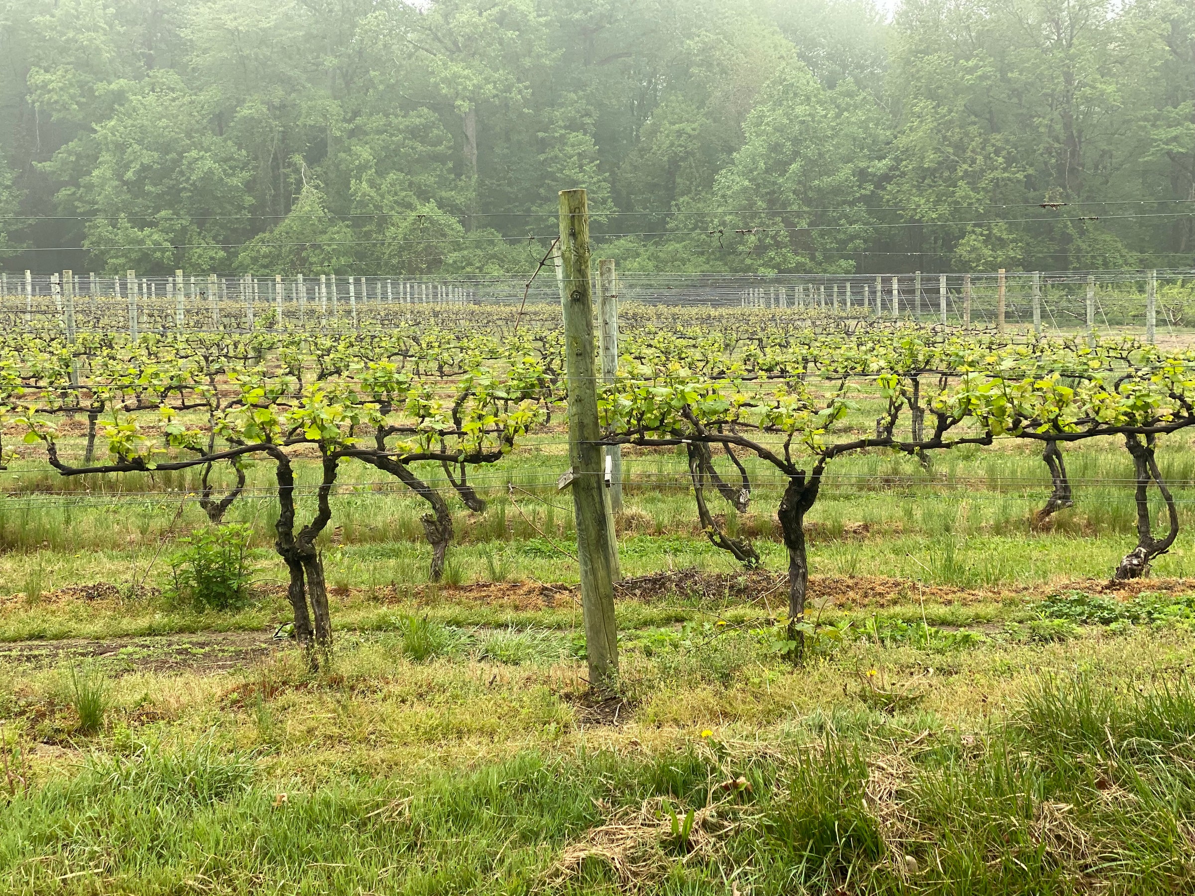 Home | CrystalRidgeWinery